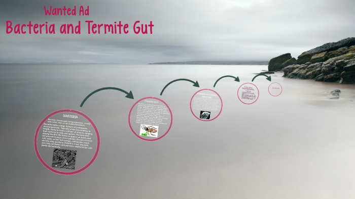 Bacteria and Termite Gut by Deana Garcia on Prezi