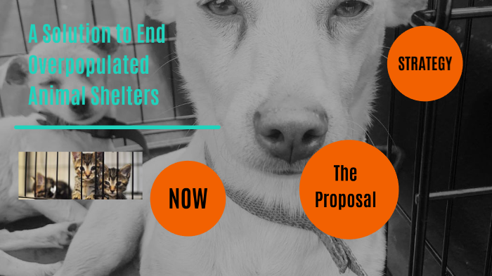 Overpopulation of Animal Shelter's by Daisy Magdaleno on Prezi