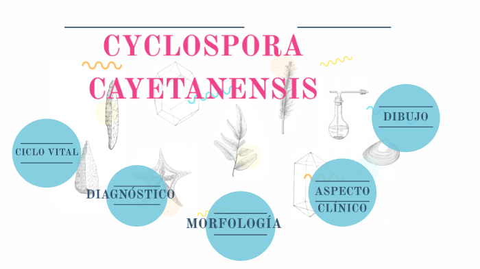 Cyclospora cayetanensis by Lizeth Guadalupe Aguillón on Prezi