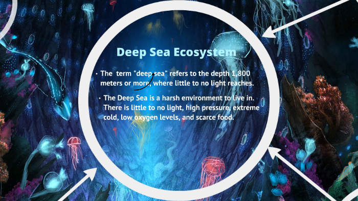Deep Sea Ecosystem by Diana Pagan on Prezi