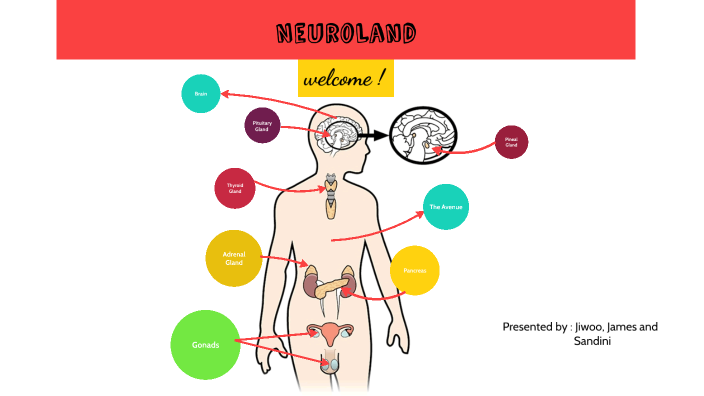 Human Body Amusement park by sandini Ayagamage on Prezi