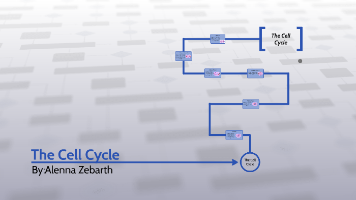 The Cell Cycle by Alenna Zebarth on Prezi