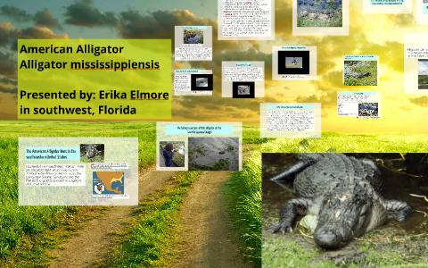 American Alligator by Erika Elmore on Prezi