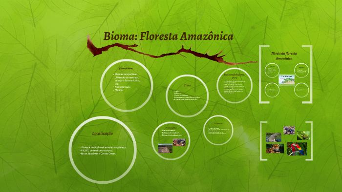 Biomas: Floresta Amazônica by João Pedro Oliveira Puntoni on Prezi