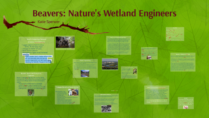 Beavers and Wetland Restoration by Katherine Spencer on Prezi