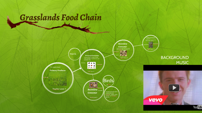 Grasslands Food Chain by Will Bird on Prezi