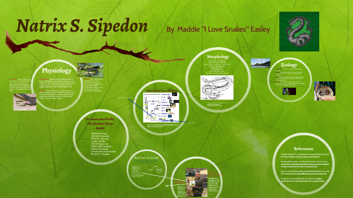 Natrix S. Sipedon by Maddie Easley on Prezi