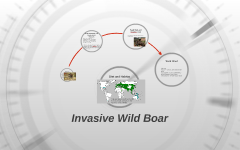 Invasive Wild Boar by Dennis Scott
