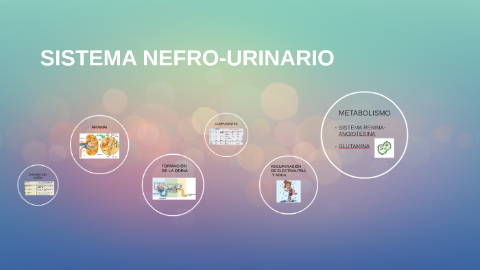 SISTEMA NEFRO-URINARIO by danna rammir on Prezi