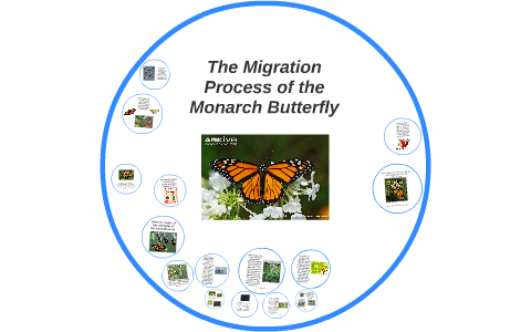 The Migration Process of the Monarch Butterfly by Cynthia Edwards on Prezi