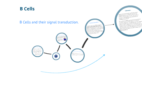 B Cells and Signal by Jacob Ledden on Prezi