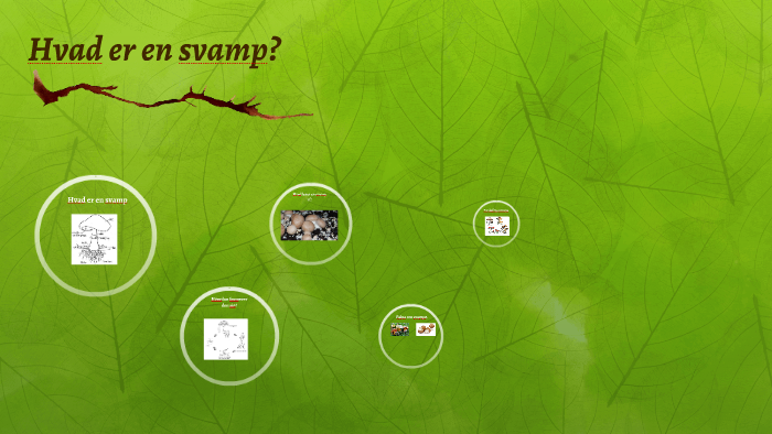 Hvad er en svamp? by Austin Moon on Prezi