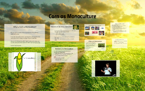 Why is Corn a Monoculture? by Megan Bos on Prezi
