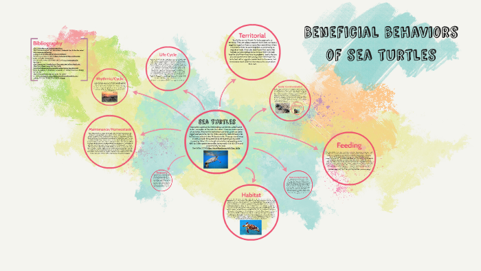 Benefical behaviours of sea turtles by Emma Vescio