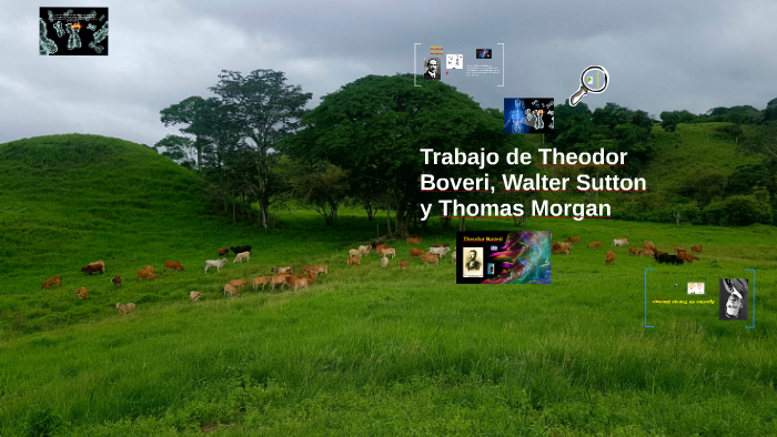 Trabajo de Theodor Boveri, Walter Sutton y Thomas Morgan by Eybar Gnzlz ...