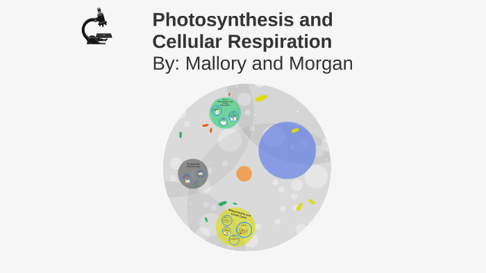 Photosynthesis and Cellular Respiration by Morgan Lank