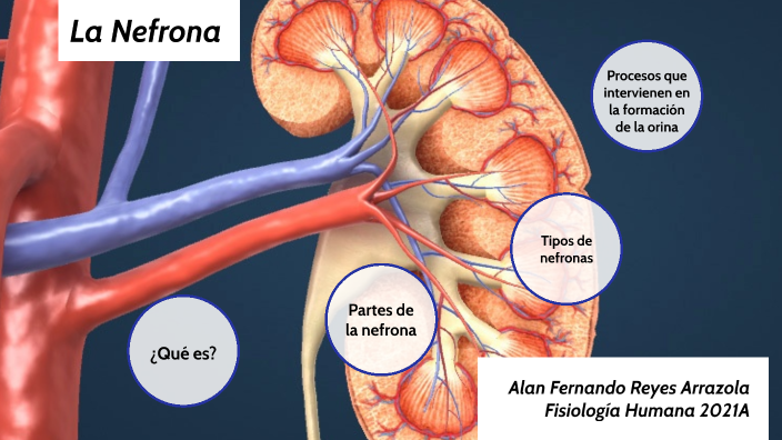 Esquema de la nefrona by ALAN FERNANDO REYES ARRAZOLA on Prezi