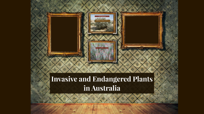 Invasive and Endangered Plants in Australia by Timothy Michaud on Prezi