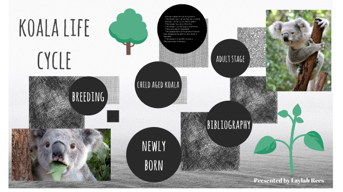 koala life cycle by laylah rees on Prezi