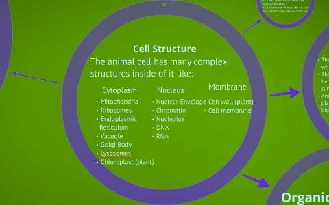 Cell Structure by Kristopher Krueger on Prezi