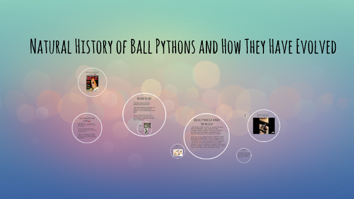 Natural History of Ball Pythons and How They Have Evolved by Hannah ...