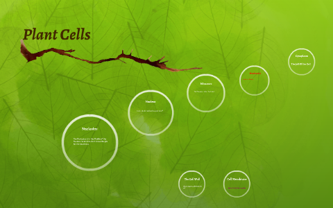 Plant Cells by Alexis Magnuson on Prezi