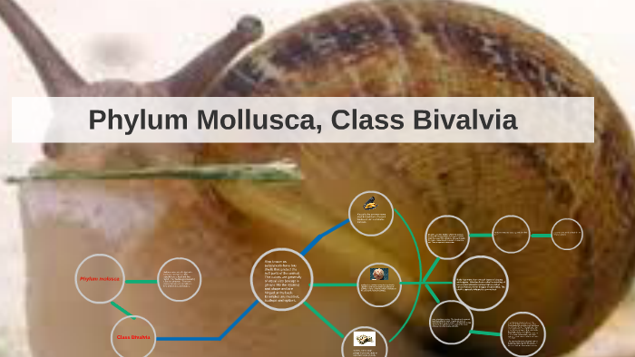 Phylum Mollusca, Class Bivalvia by Alex Smith on Prezi