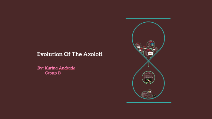 Evolution Of The Axolotl by Karina Andrade on Prezi
