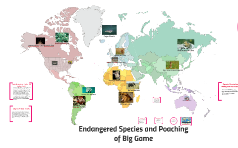 Endangered Species and Poaching of Big Game by Kelsey Knowles on Prezi