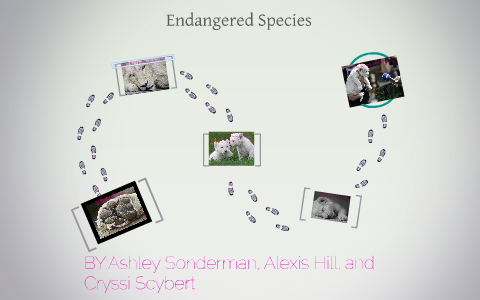 Endangered Species by Ashley Sonderman on Prezi