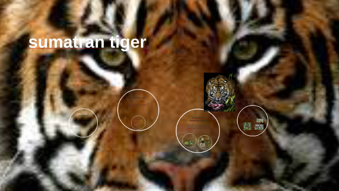 sumatran tiger by nicki picki