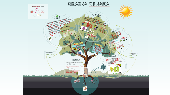 GRADJA BILJAKA by Slađana Petrović on Prezi