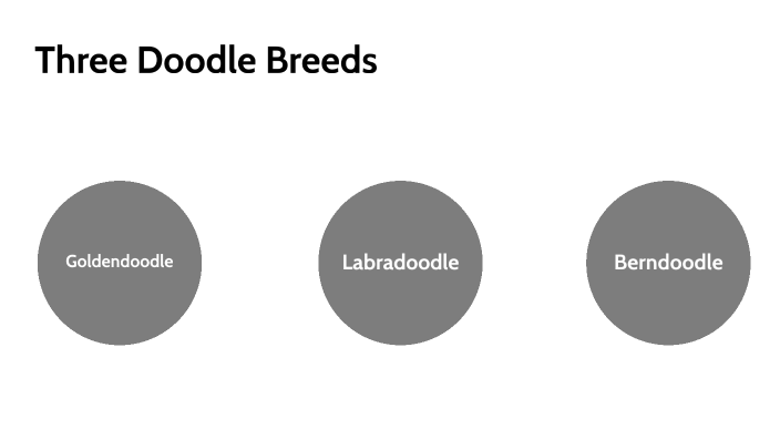 Three Doodle Breeds by Elisabeth Matthews on Prezi