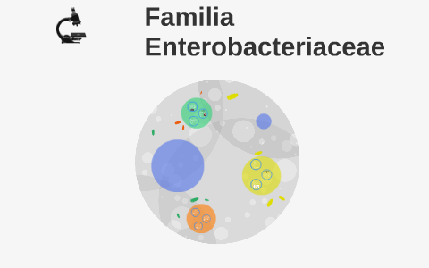 Familia Enterobacteriaceae by Michelle Segura Cantu