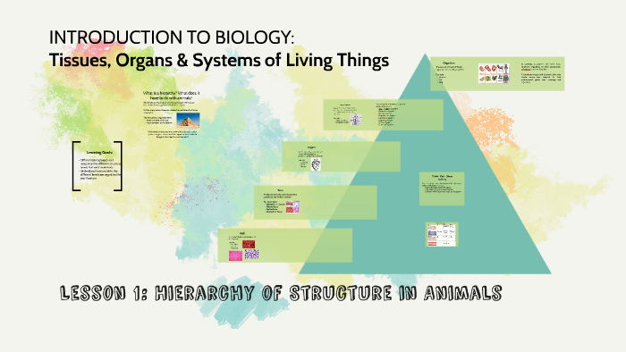 Hierarchy of Structure in Animals by Steph Quin on Prezi