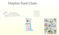Dolphin Food Chain by Joshua Aguirre on Prezi