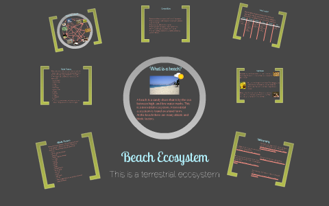 Beach ecosystem by Peyton Dao on Prezi
