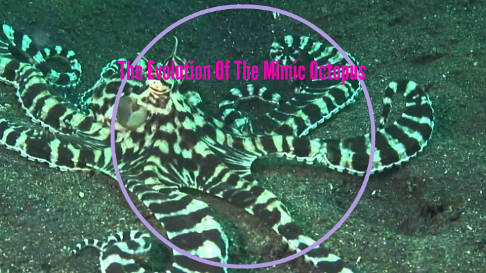 The Evolution Of The Mimic Octopus by L3M0N4D3 The Only on Prezi