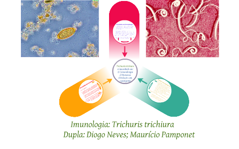 Imunologia relacionada a Trichuris Trichiura by Diogo Neves on Prezi