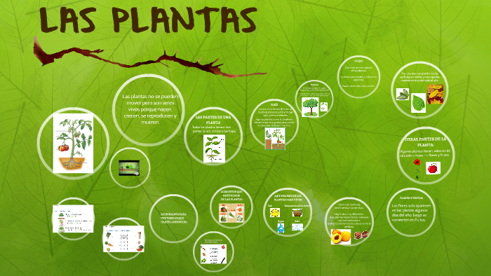 LAS PLANTAS by Lucía Arza on Prezi