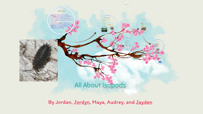 Isopods by Jordan Coutts on Prezi