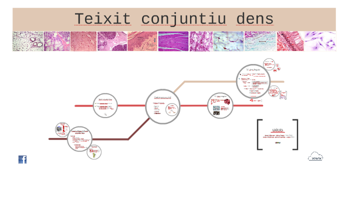 Teixit conjuntiu dens by Joana Her on Prezi