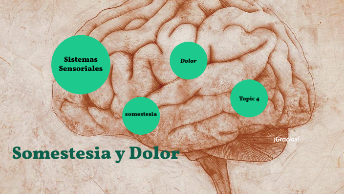 Somestesia y Dolor by francisca pavez on Prezi