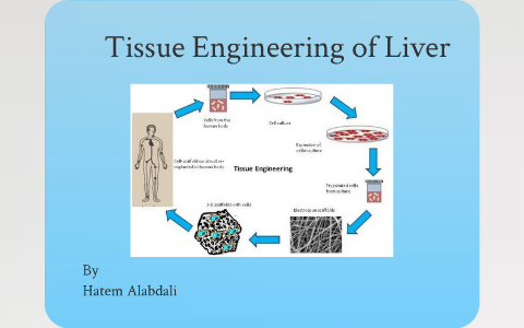 Liver Tissue Engineering by Hatem Alabdali on Prezi