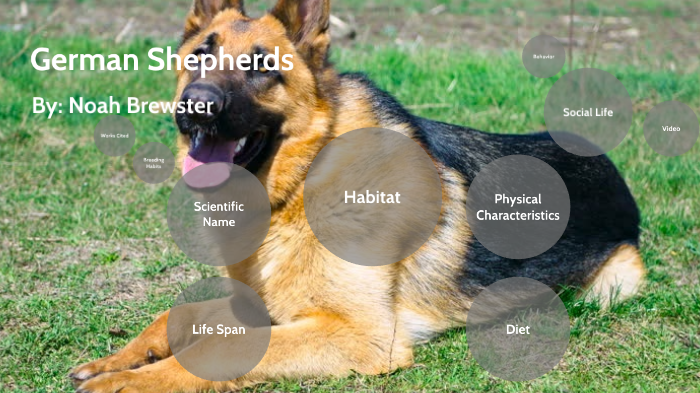 German Shepherd by Noah Brewster on Prezi