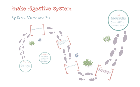 Snake's digestion by joe pedo on Prezi