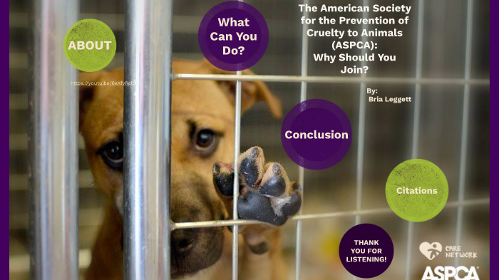 ASPCA: Why Should You Join? by Bria Leggett on Prezi