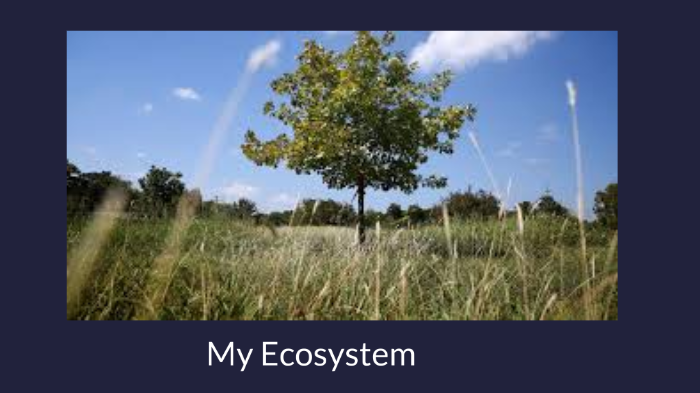 My ecosystems by Anabel Zepeda on Prezi