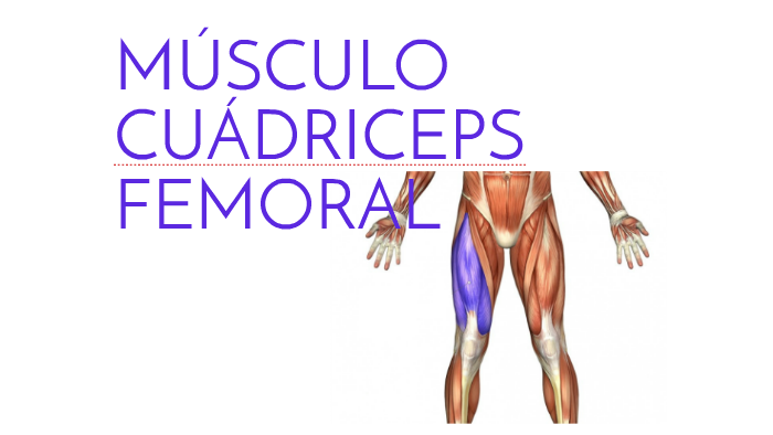 MÚSCULO CUÁDRICEPS FEMORAL by Maria Camila Cataño Valencia on Prezi