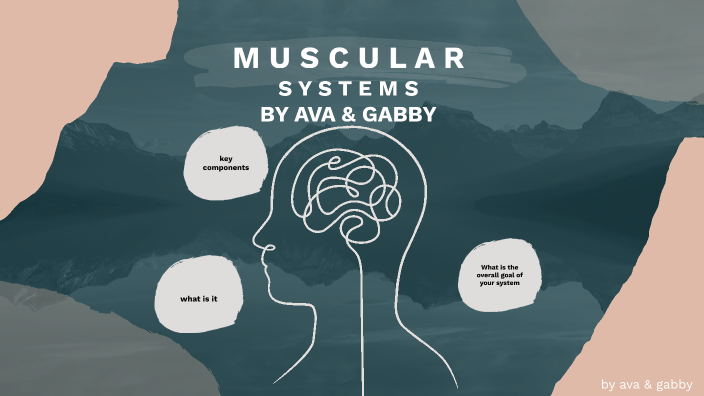 muscles that ava doesn't have by Ava Gillespie on Prezi